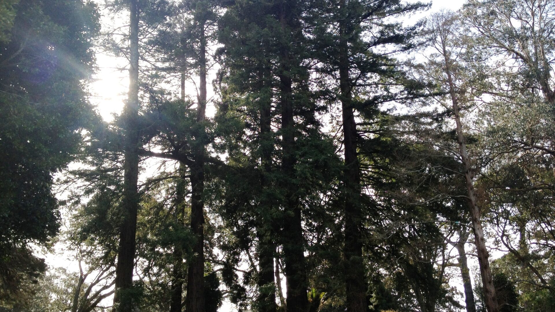 Cornwall Park | Our trees | See & Do | Cornwall Park