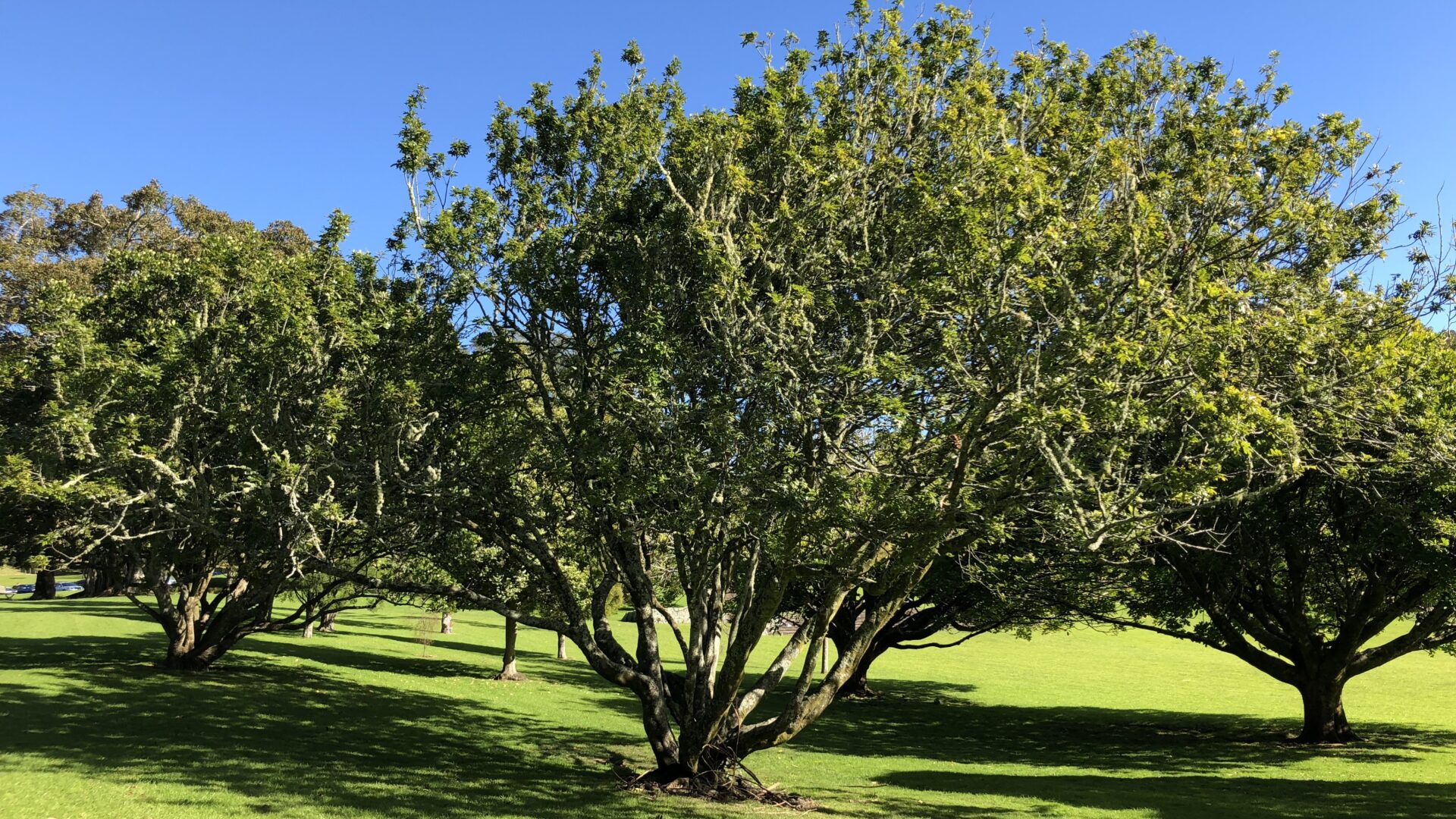 Cornwall Park | Our trees | See & Do | Cornwall Park
