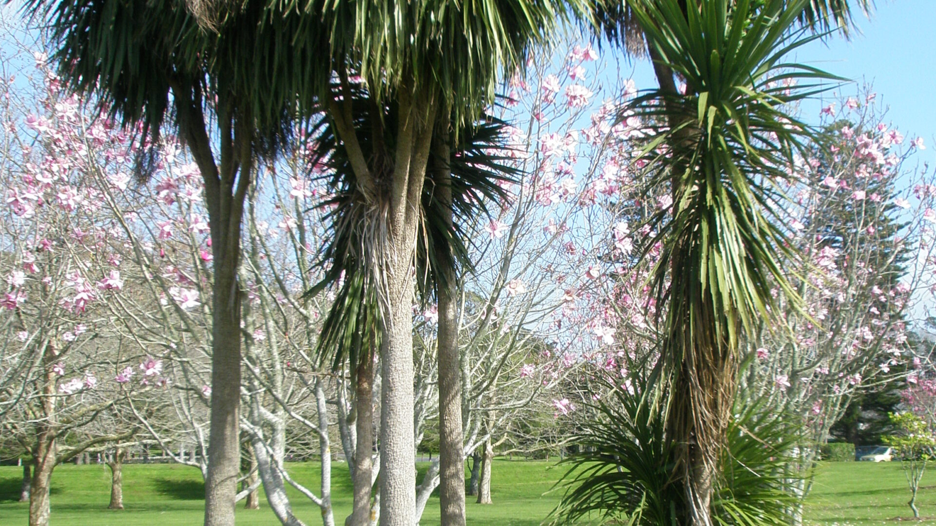 Cornwall Park | Our trees | See & Do | Cornwall Park