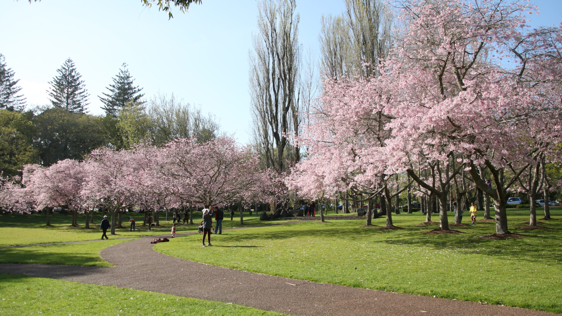 Cornwall Park | Our trees | See & Do | Cornwall Park