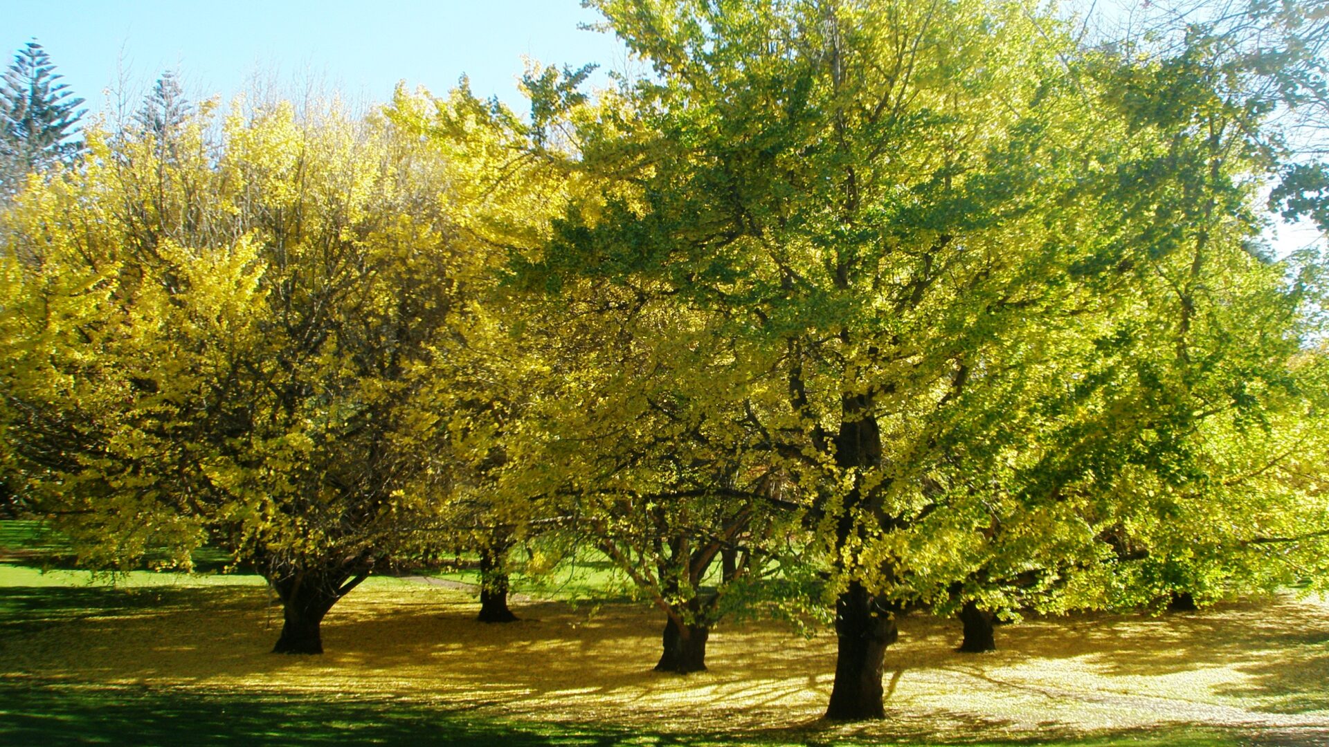 Cornwall Park | Our trees | See & Do | Cornwall Park