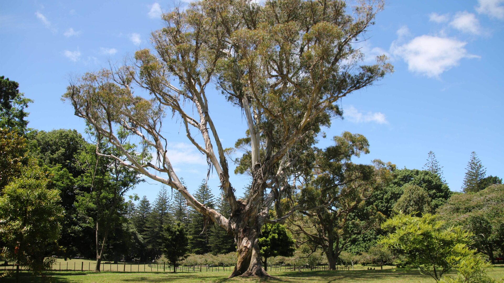 Cornwall Park | Our trees | See & Do | Cornwall Park