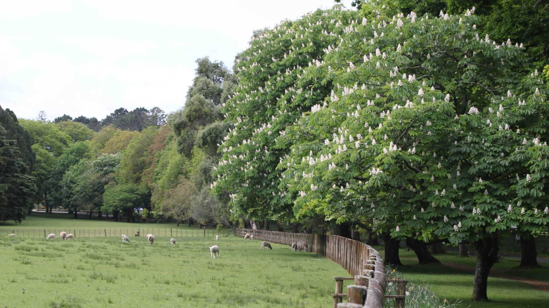 Cornwall Park | Our trees | See & Do | Cornwall Park