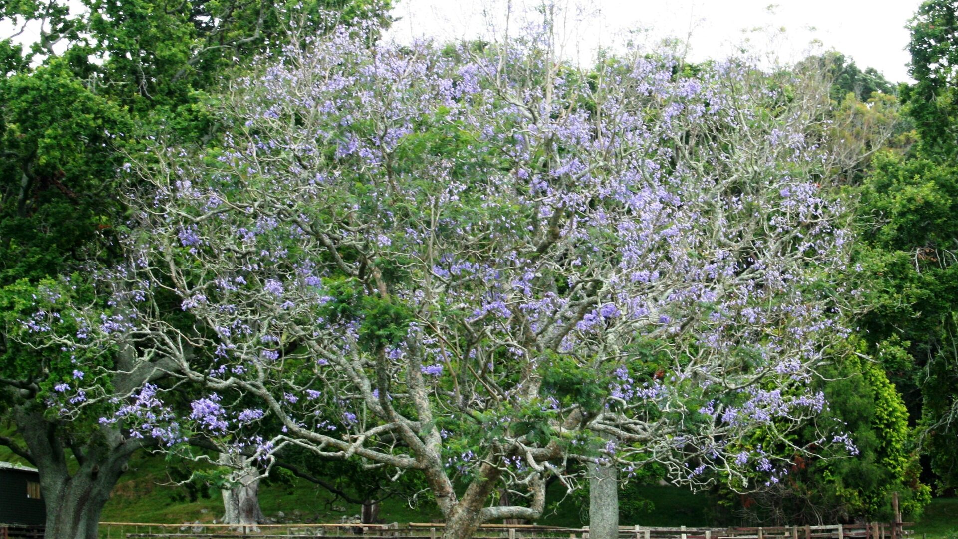Cornwall Park | Our trees | See & Do | Cornwall Park