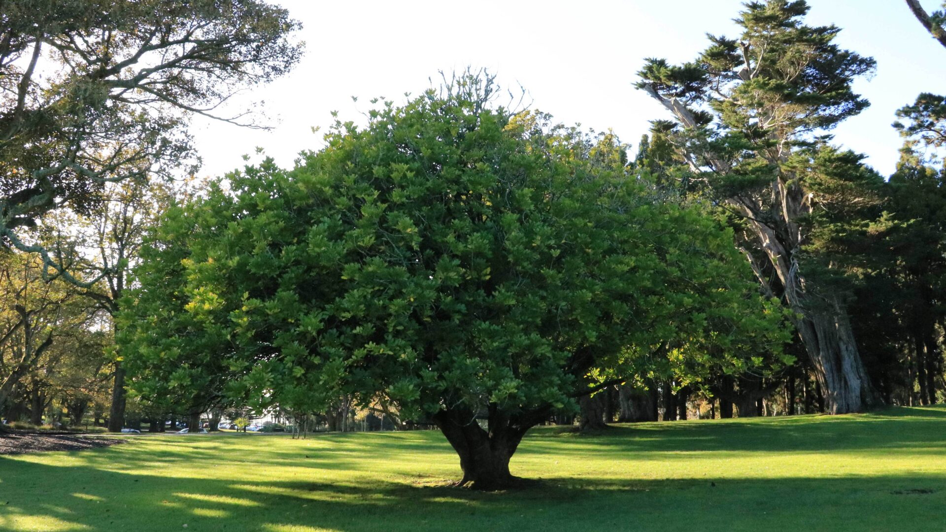Cornwall Park | Our trees | See & Do | Cornwall Park