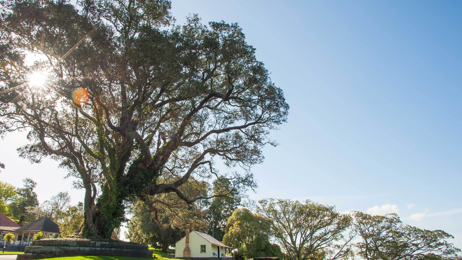 Cornwall Park | Our trees | See & Do | Cornwall Park